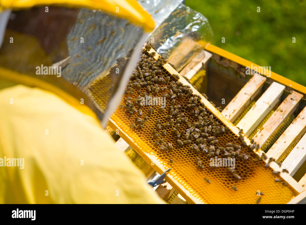 Laborers keeping hi-res stock photography and images - Alamy