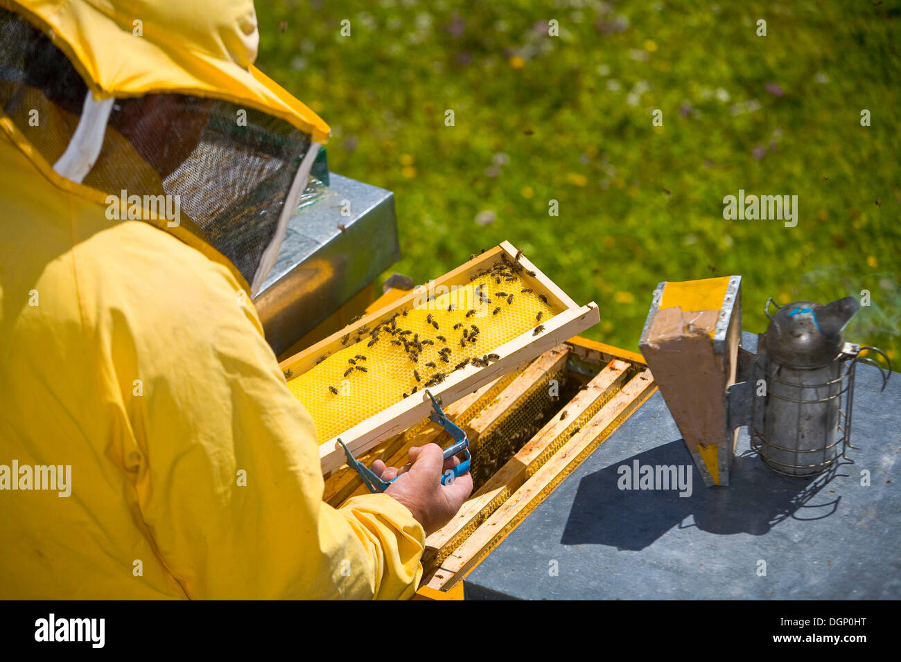 Beekeeper at work Stock Photo - Alamy