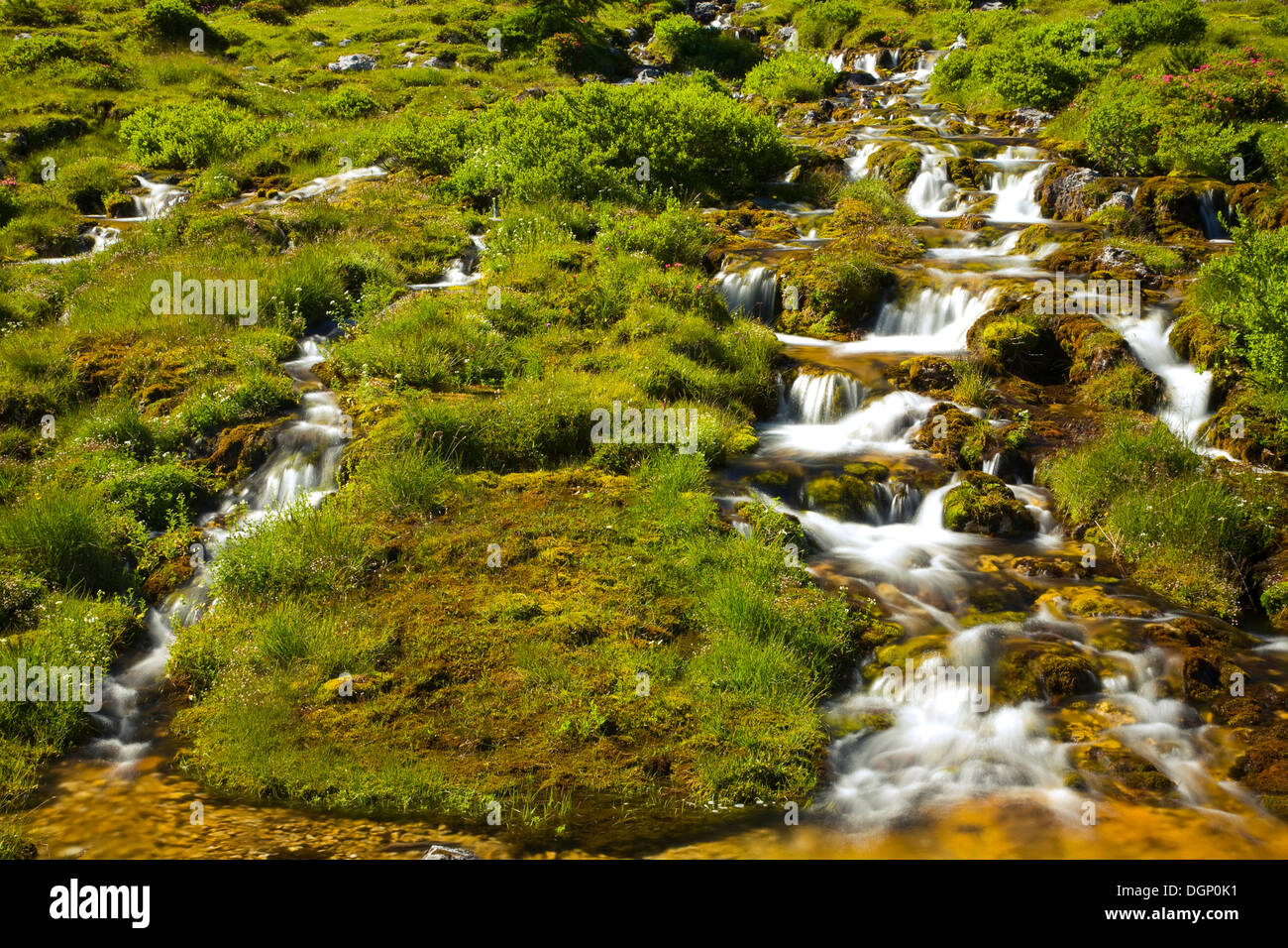 Flowing stream on an alpine pasture, Fanesalm, South Tyrol, Italy ...