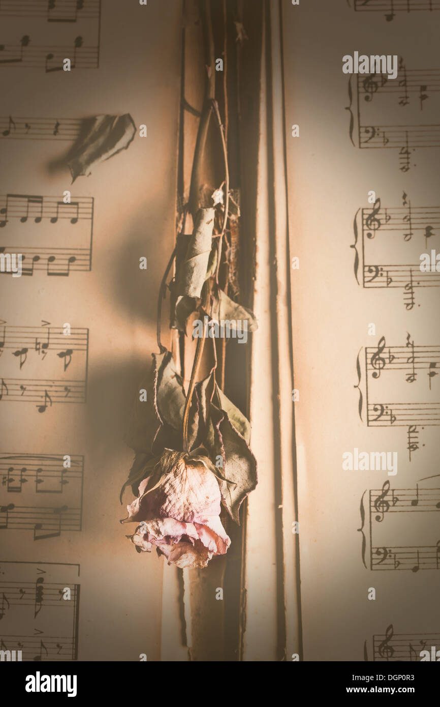 Vintage dry rose flowers on old music Stock Photo - Alamy