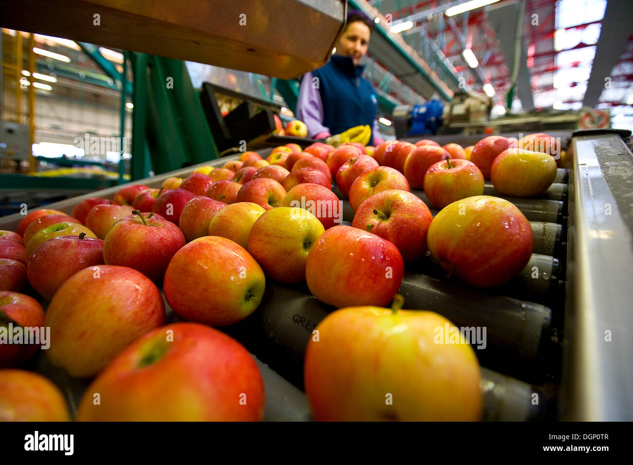 Processing of apples Stock Photo - Alamy