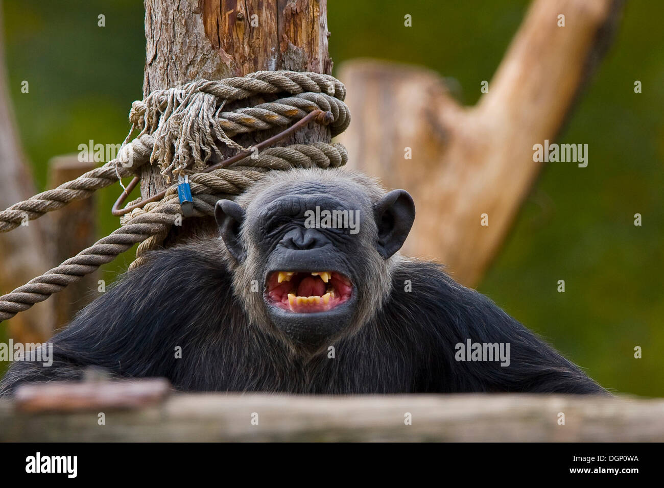 Chimpanzee screaming hi-res stock photography and images - Alamy