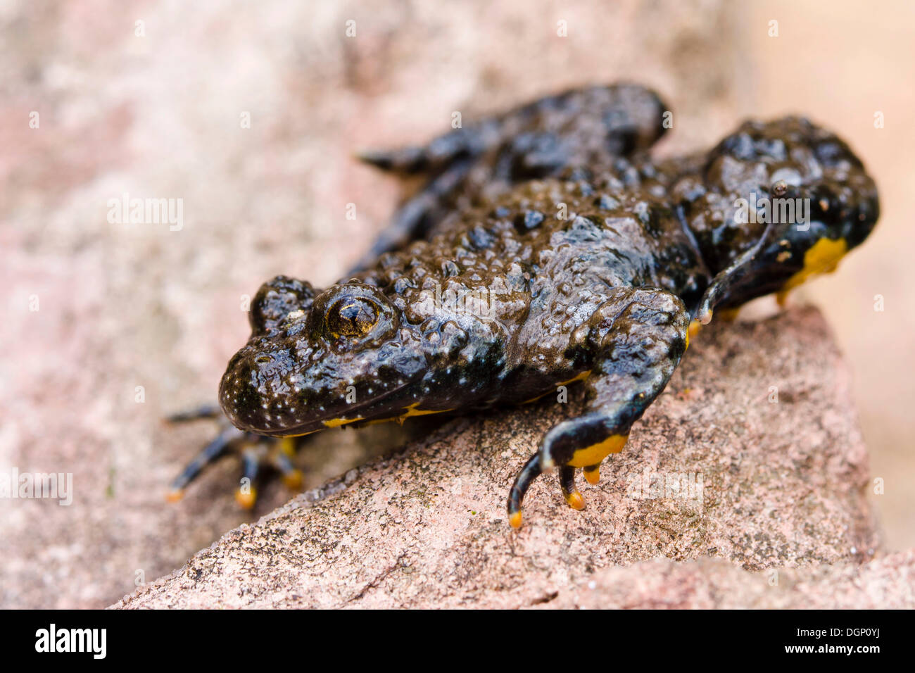 Yellow-bellied Toad (Bombina variegata) at Lake Caldaro, Caldaro, Alto ...