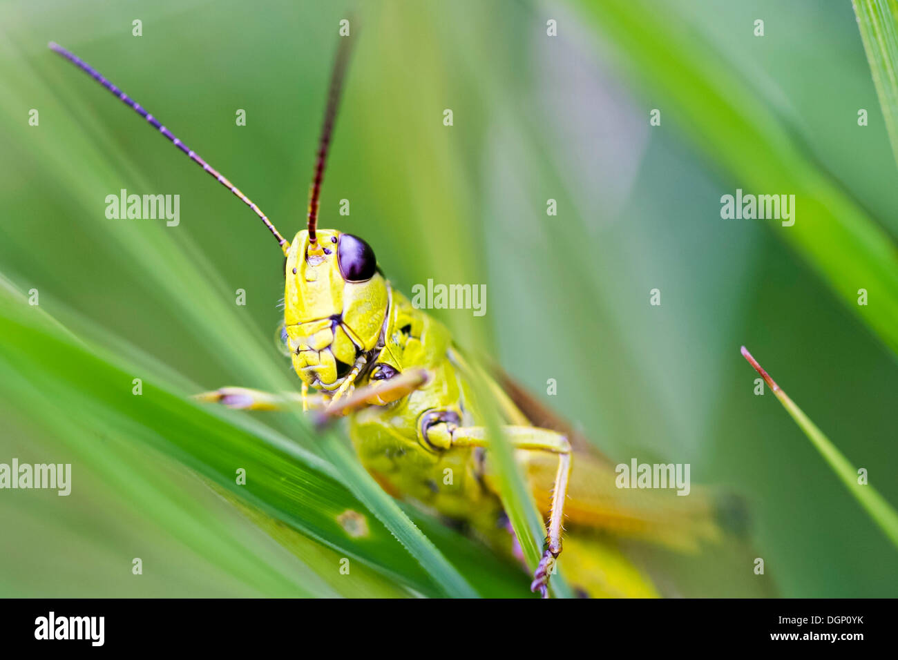 The italian grasshopper hi-res stock photography and images - Alamy
