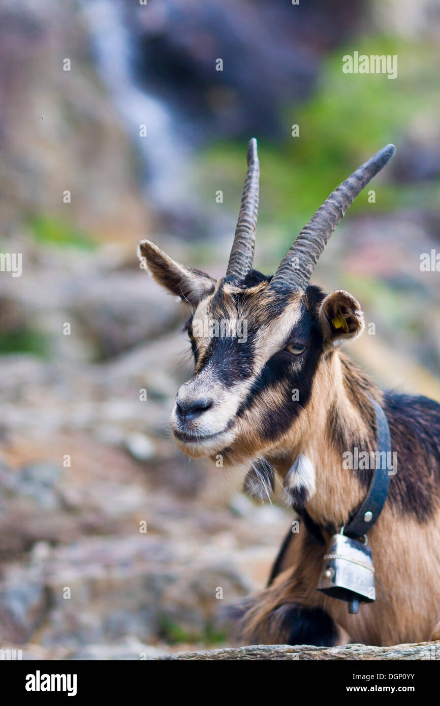 Goat, Alto Adige, Italy, Europe Stock Photo - Alamy