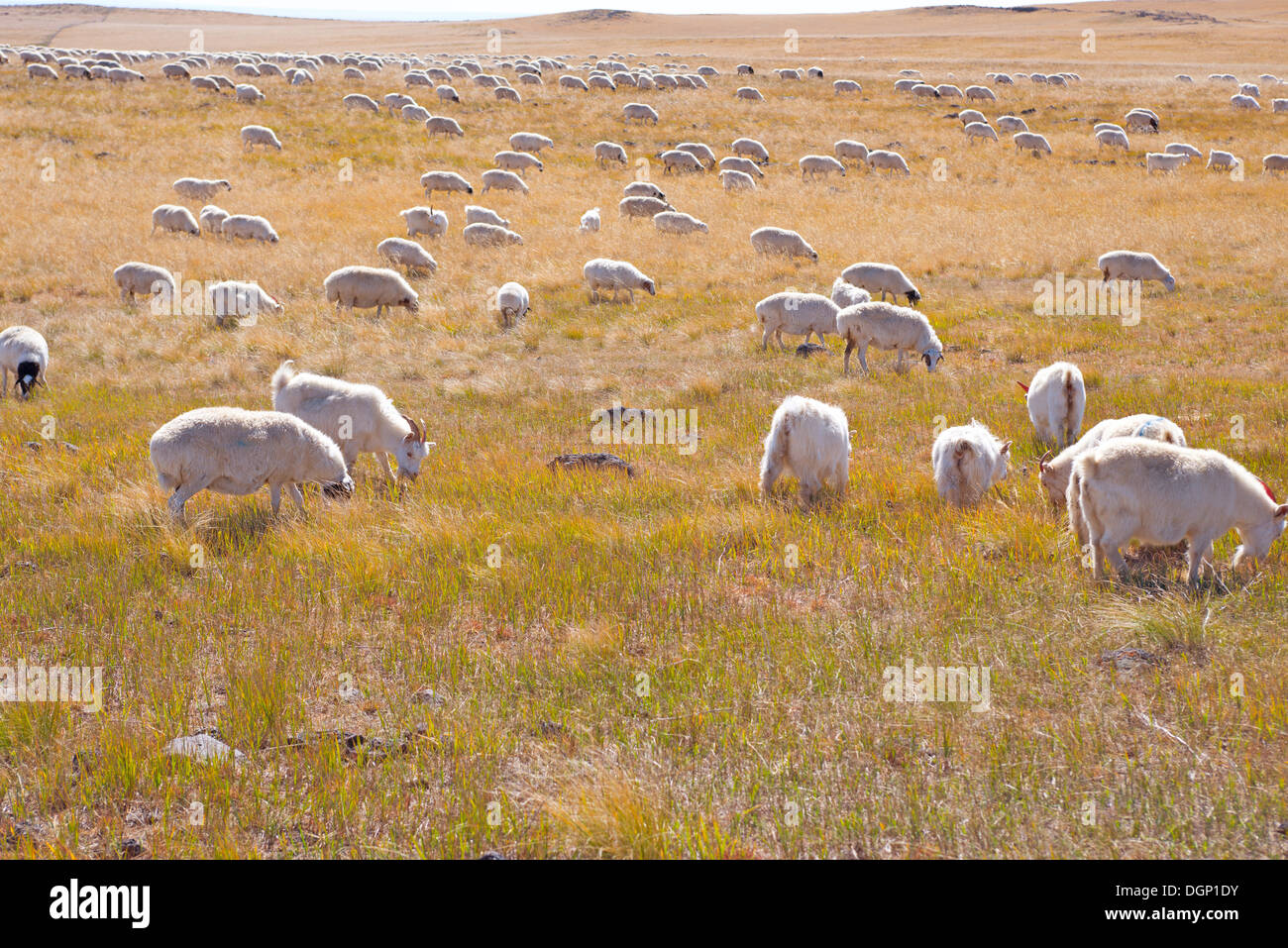 Sheep under the sun in the prairie winter Stock Photo - Alamy