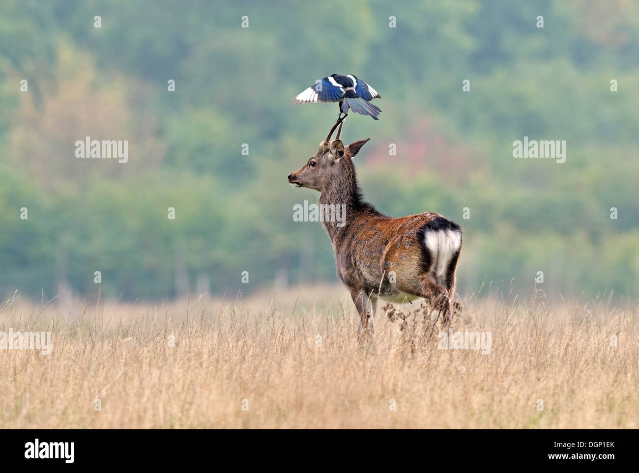 Common Magpie (Pica pica) Adult Cleaning Velvet From Antlers Of A Male ...