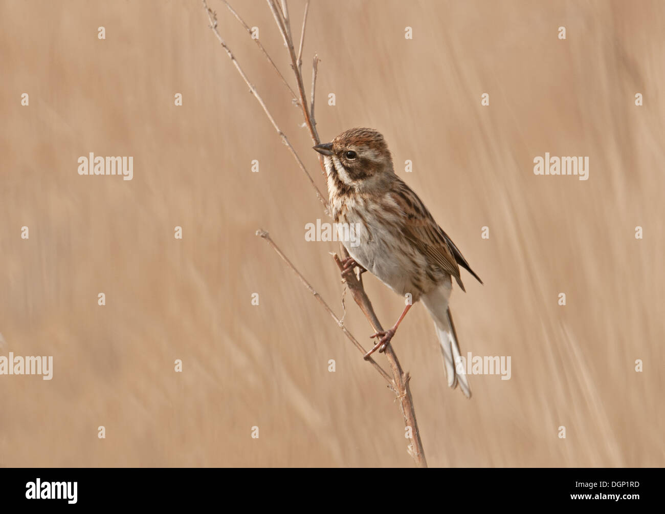 FEMALE REED BUNTING- Emberiza, schoeniclus, Uk Stock Photo - Alamy