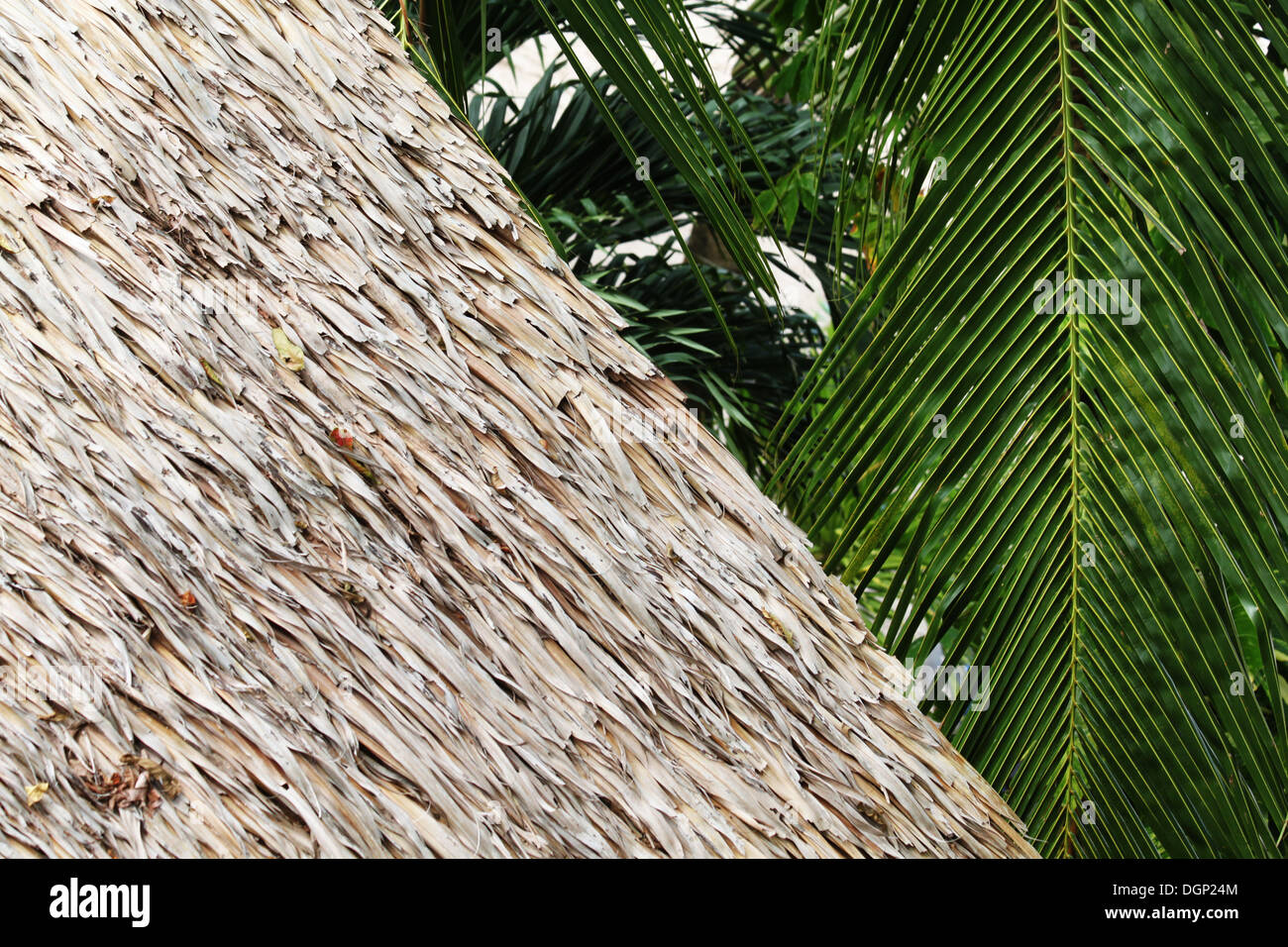 Thatched Roof Tropical Grass Hut High Resolution Stock Photography and ...