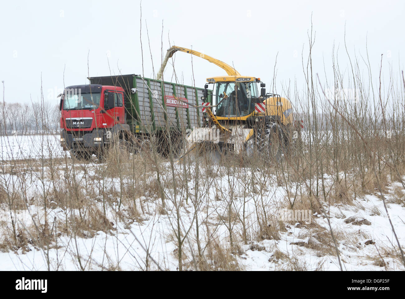 Short rotation plantation hi-res stock photography and images - Alamy