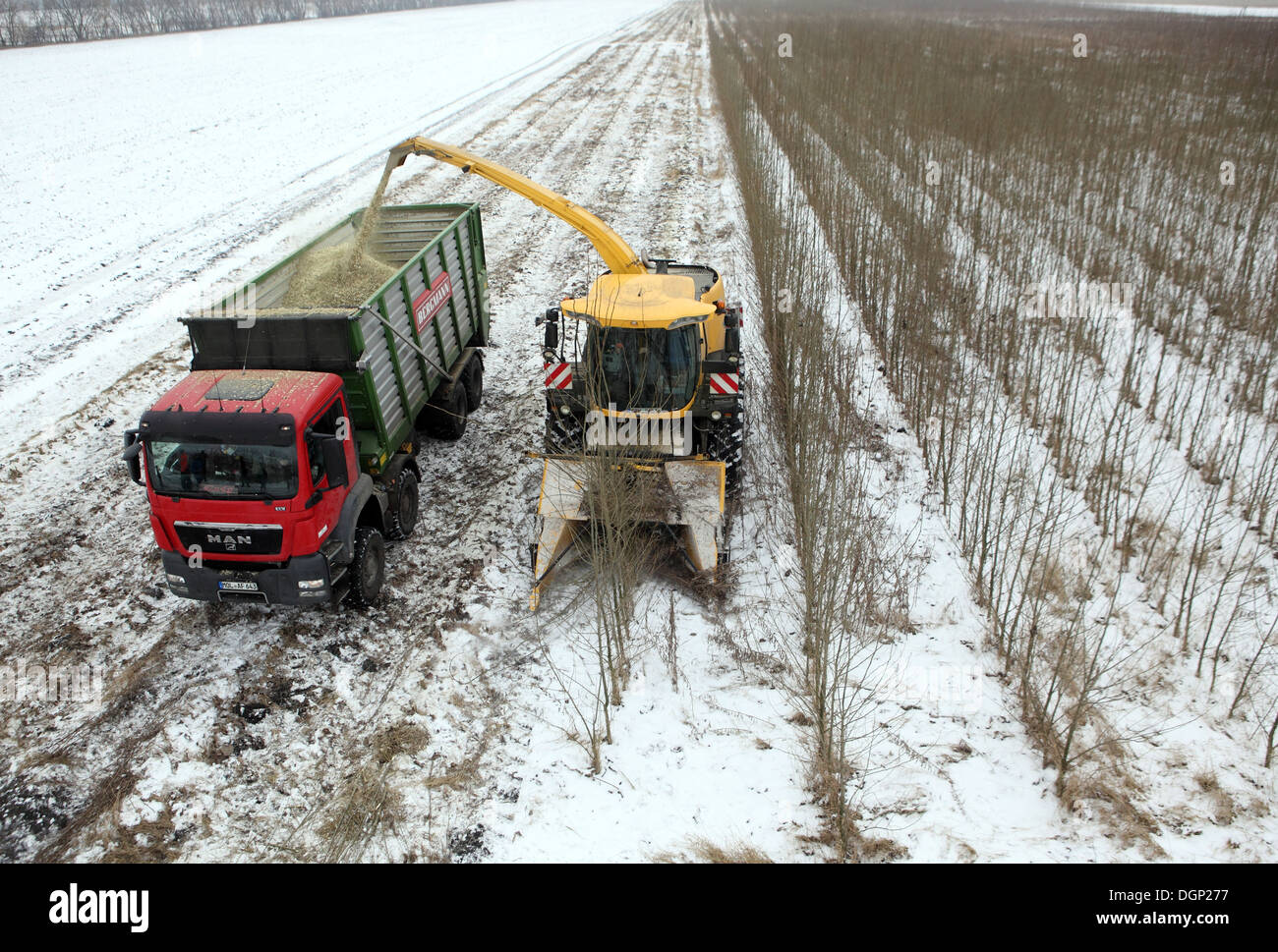 Short rotation plantation landscape hi-res stock photography and images ...