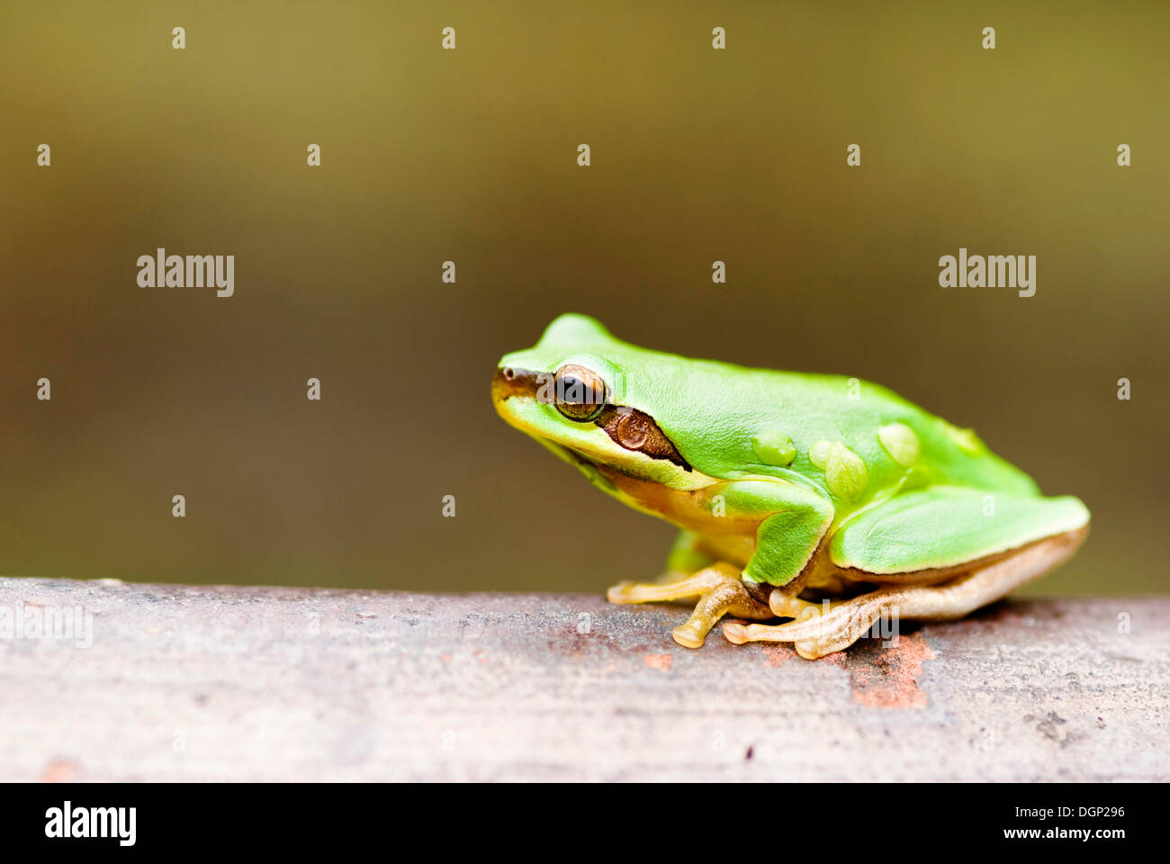 Tree frog (Hyla chinensis), Taiwan, Asia Stock Photo - Alamy