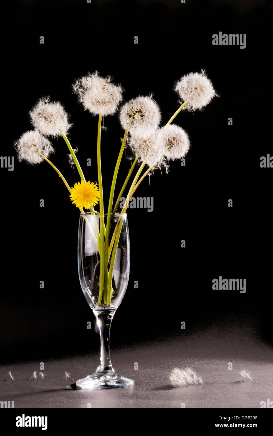 Dandelion flowers in glass Stock Photo - Alamy