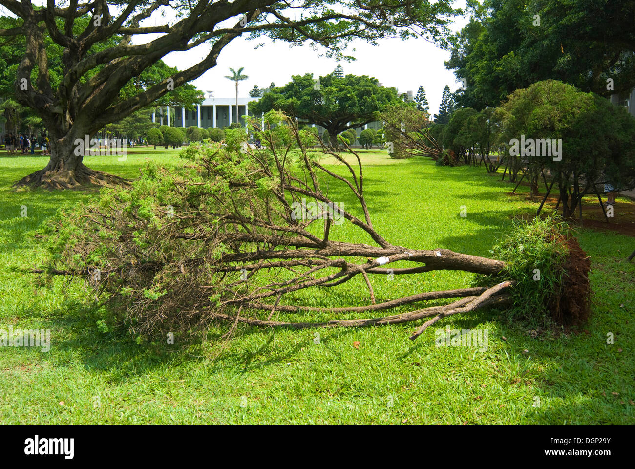 Tree planted hi-res stock photography and images - Alamy