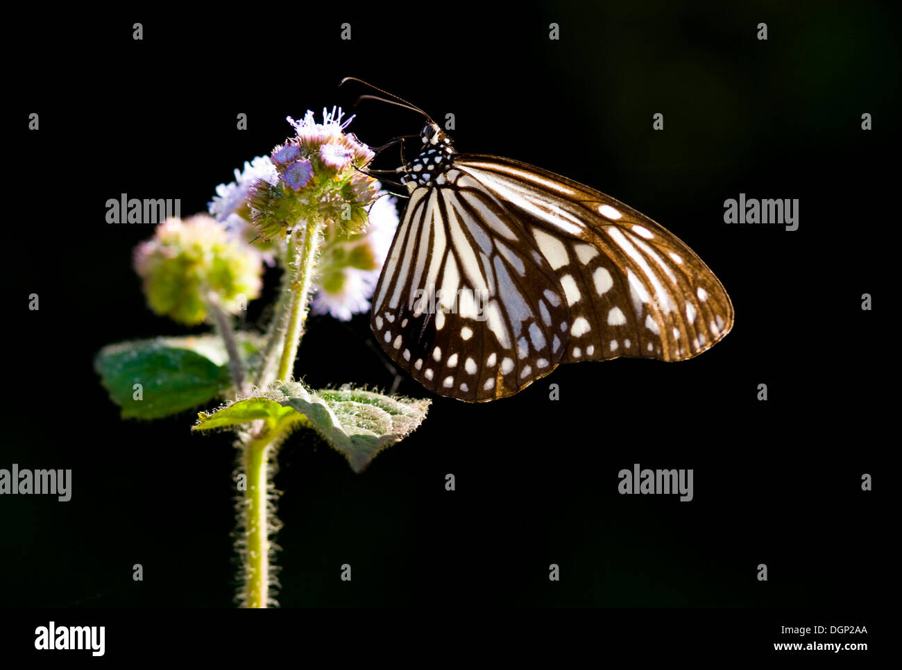 Blue Glassy Tiger (Parantica aglea maghaba) on flower Stock Photo - Alamy