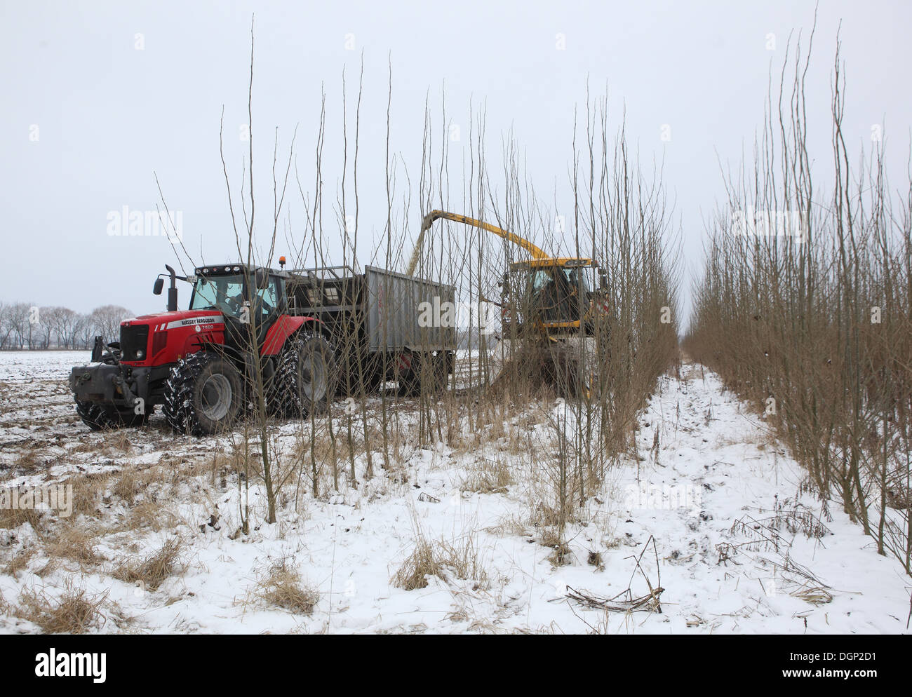 Short rotation plantations hi-res stock photography and images - Alamy