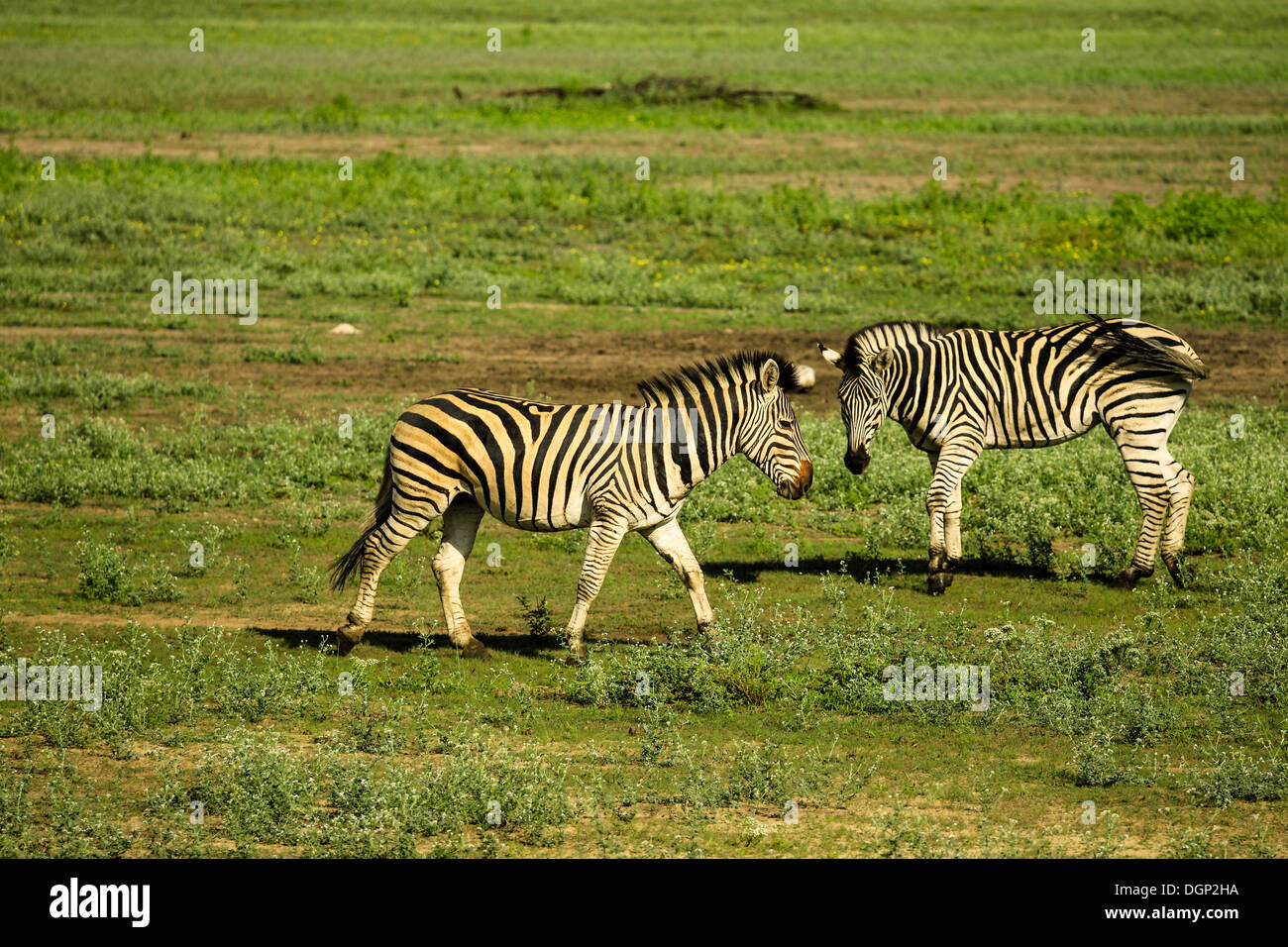 Equus zebra hartmannae hi-res stock photography and images - Alamy