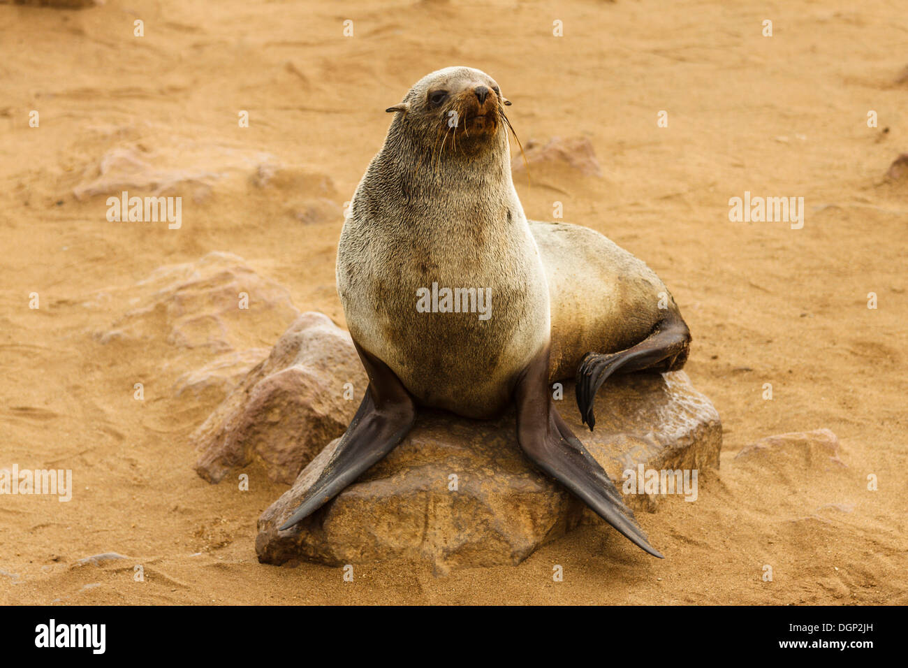 Otariidae hi-res stock photography and images - Alamy
