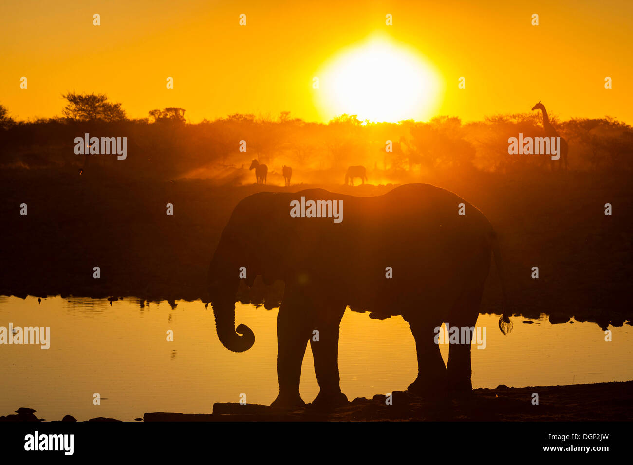 African animals sunset hi-res stock photography and images - Alamy