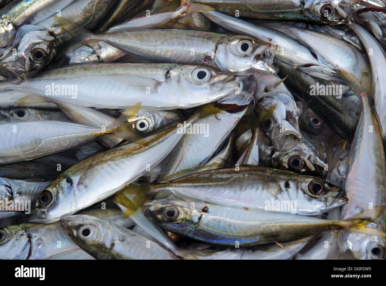 Istanbul, Turkey, caught sardines Stock Photo - Alamy