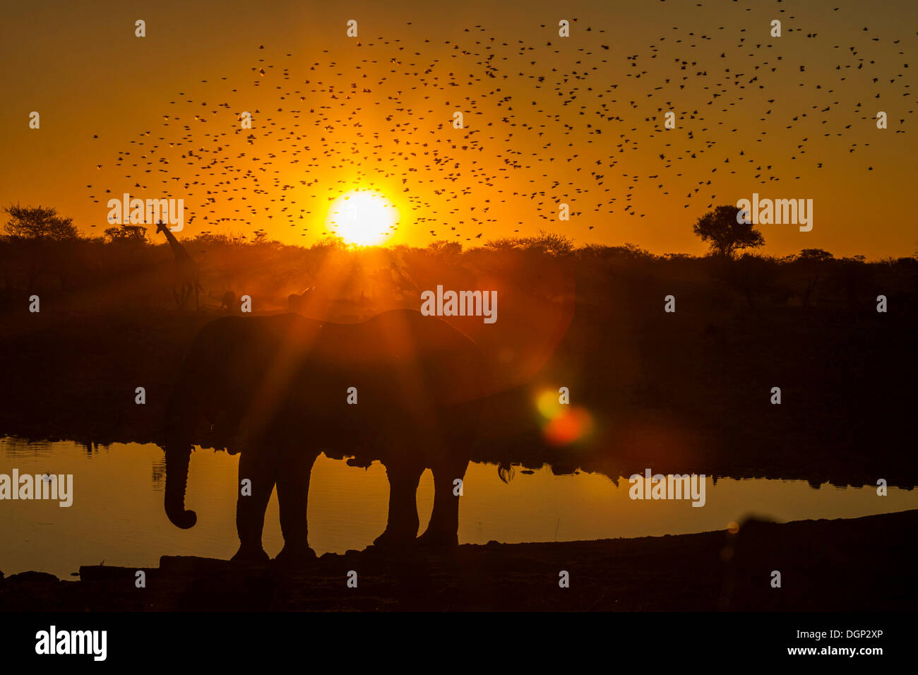African animals sunset hi-res stock photography and images - Alamy