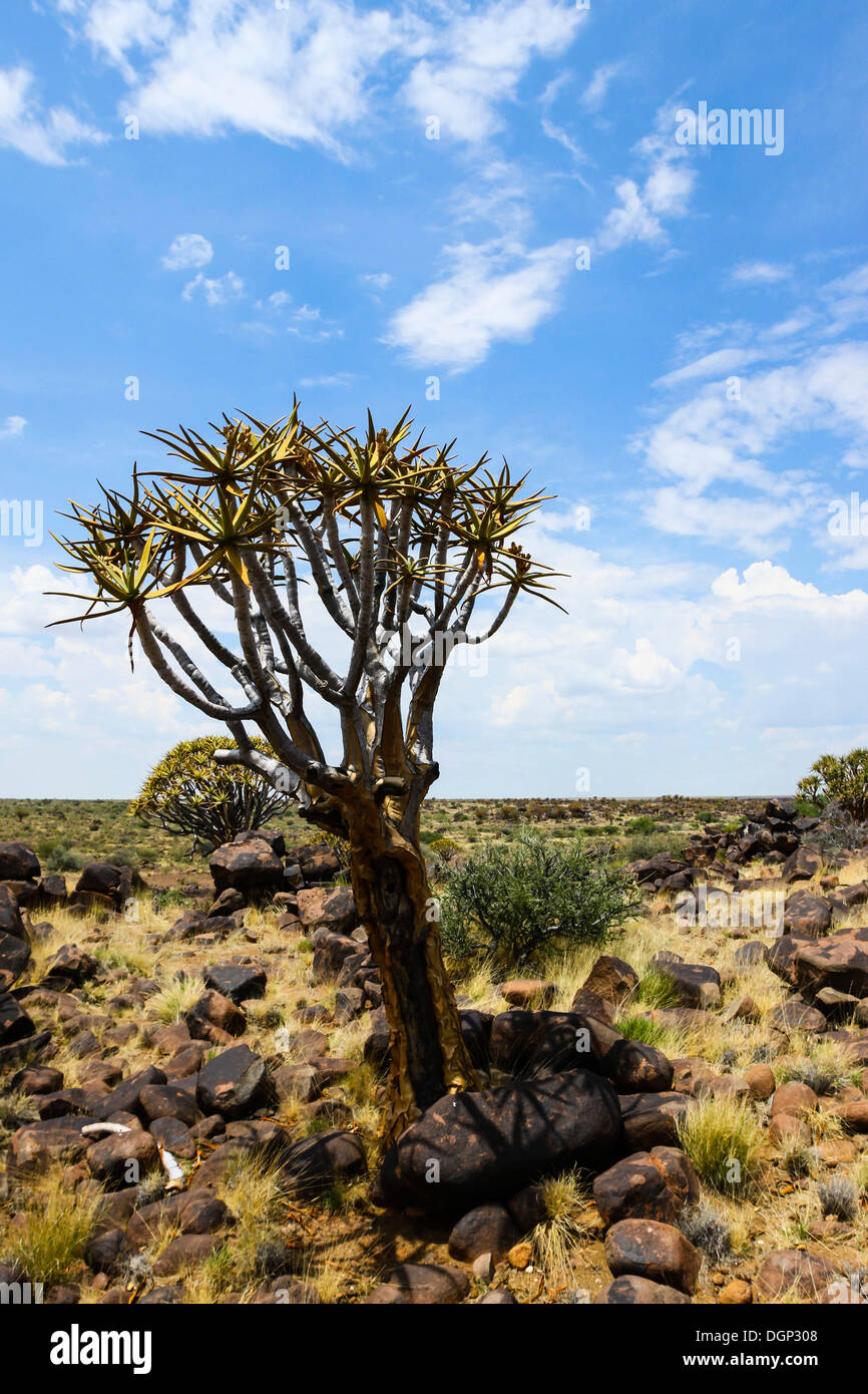 Quiver tree rocks hi-res stock photography and images - Alamy