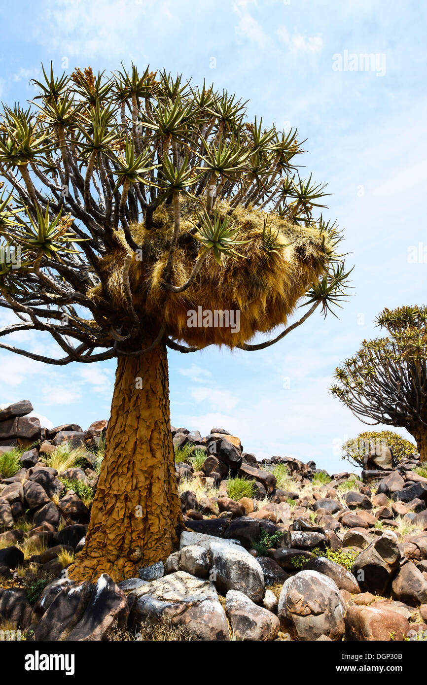Quiver Trees or Kokerbooms (Aloe dichotoma), Quiver Tree Forest, Keetmanshoop, Namibia, Africa ...