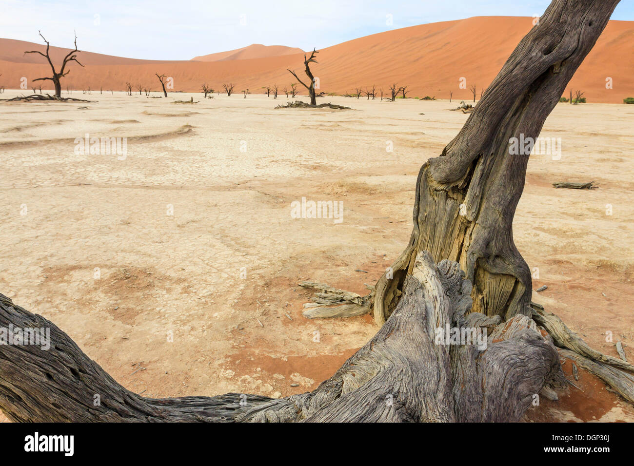 Dead tree stump in desert hi-res stock photography and images - Alamy