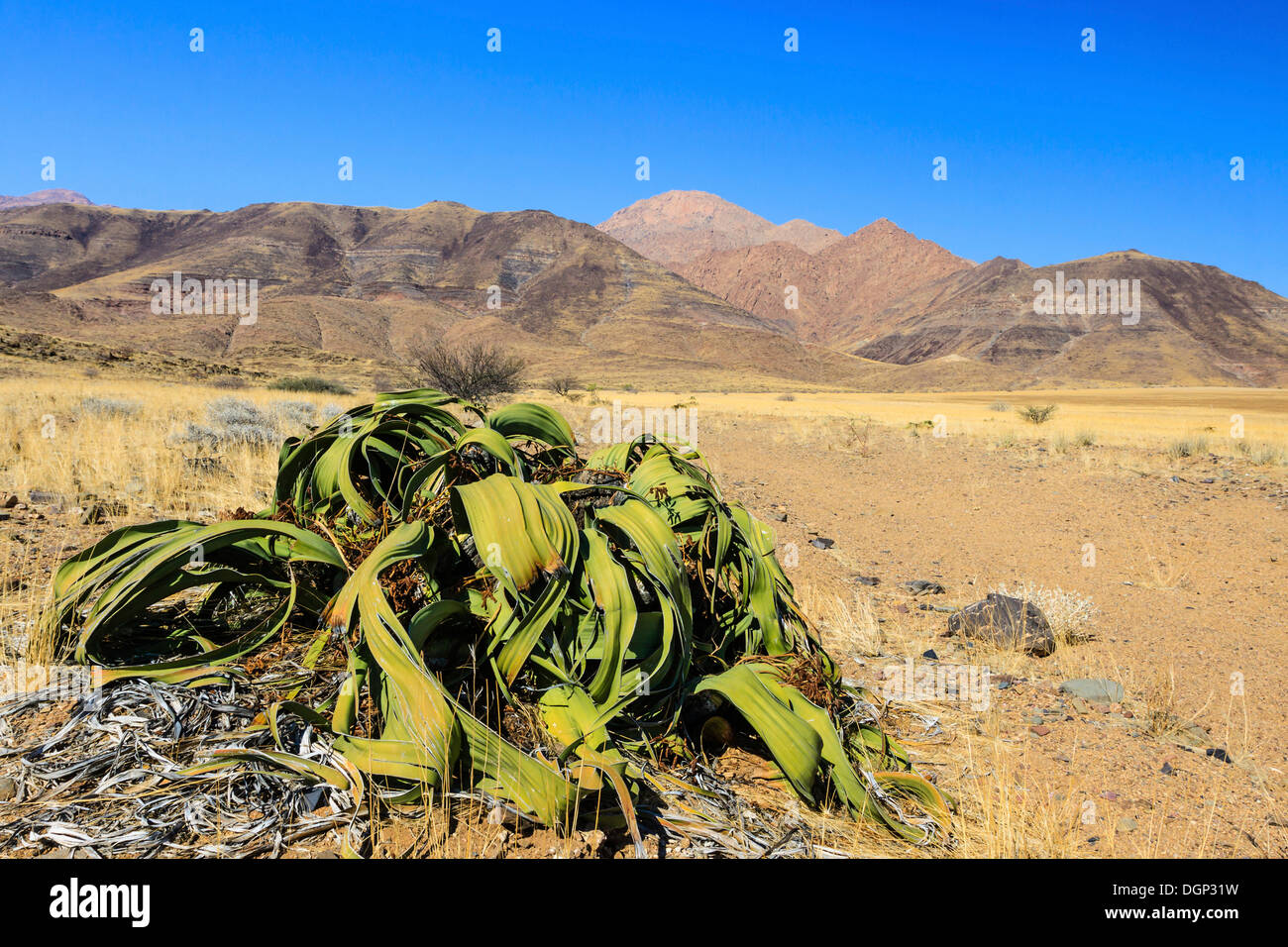 Welwitschia Mirabilis High Resolution Stock Photography and Images - Alamy