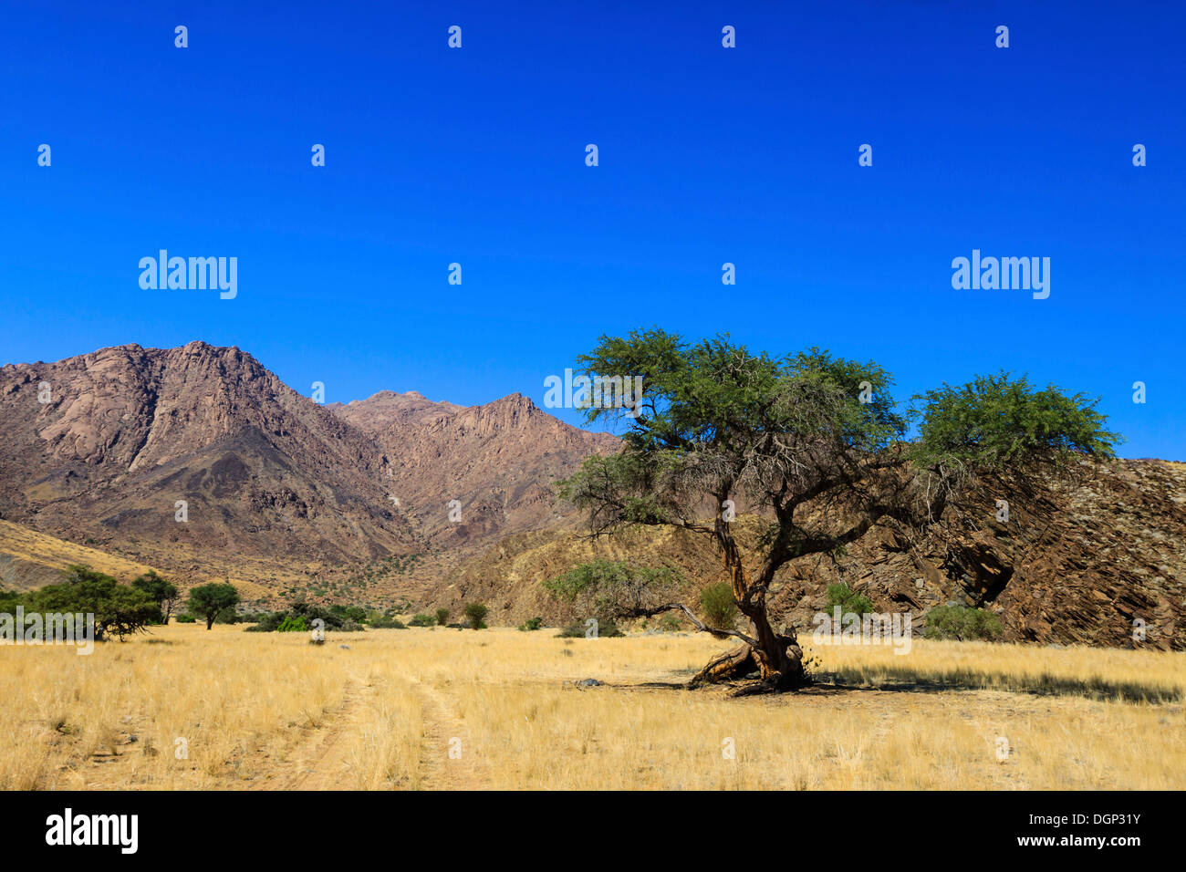 Small Numas Gorge near Brandberg mountain, Damaraland, Namibia, Africa ...