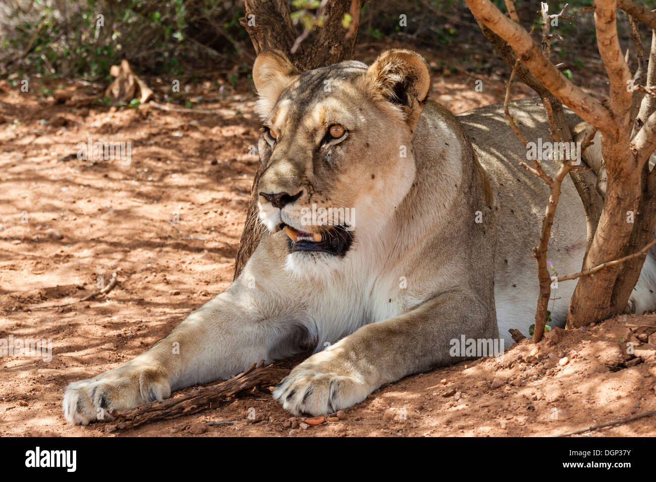 Lioness (Panthera leo) lying in the shade, Naankuse, Namibia Stock ...