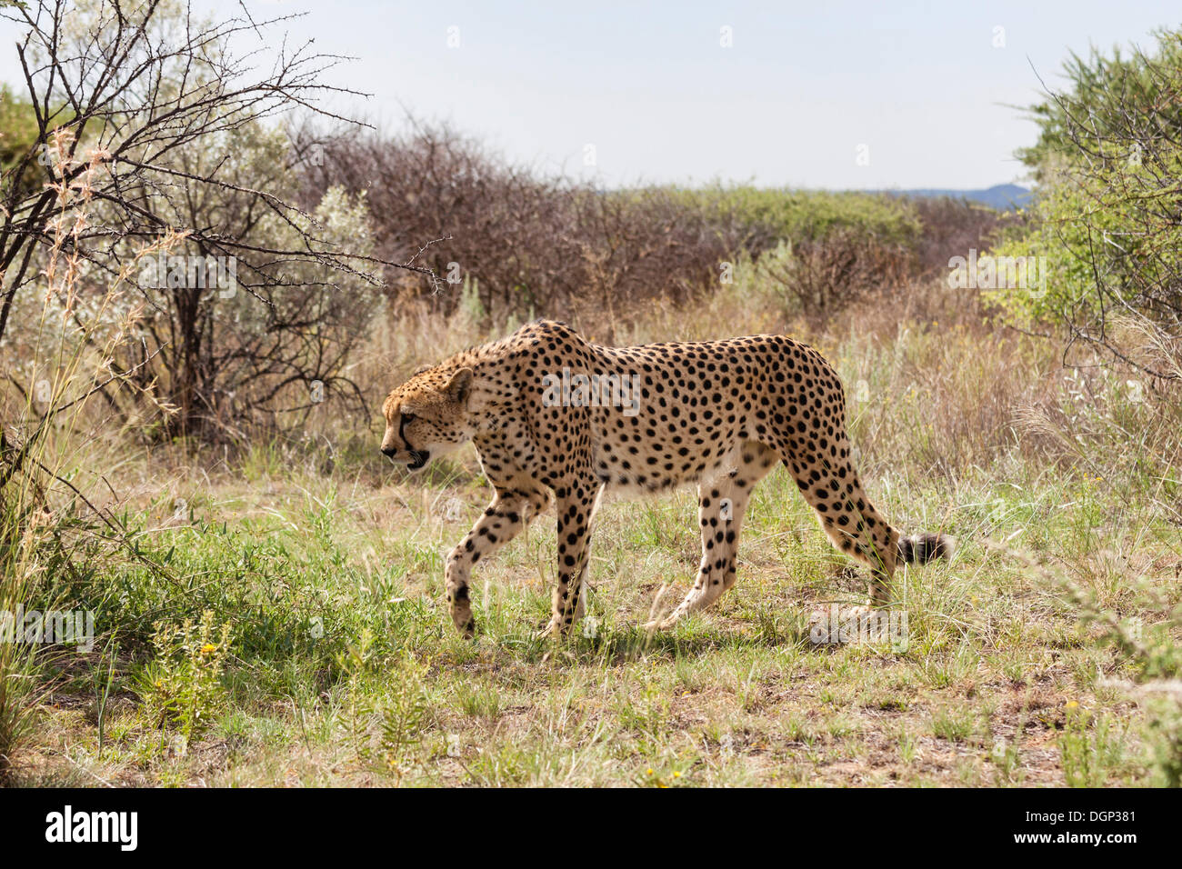 Cheetah (Acinonyx jubatus), Naankuse, Namibia Stock Photo - Alamy