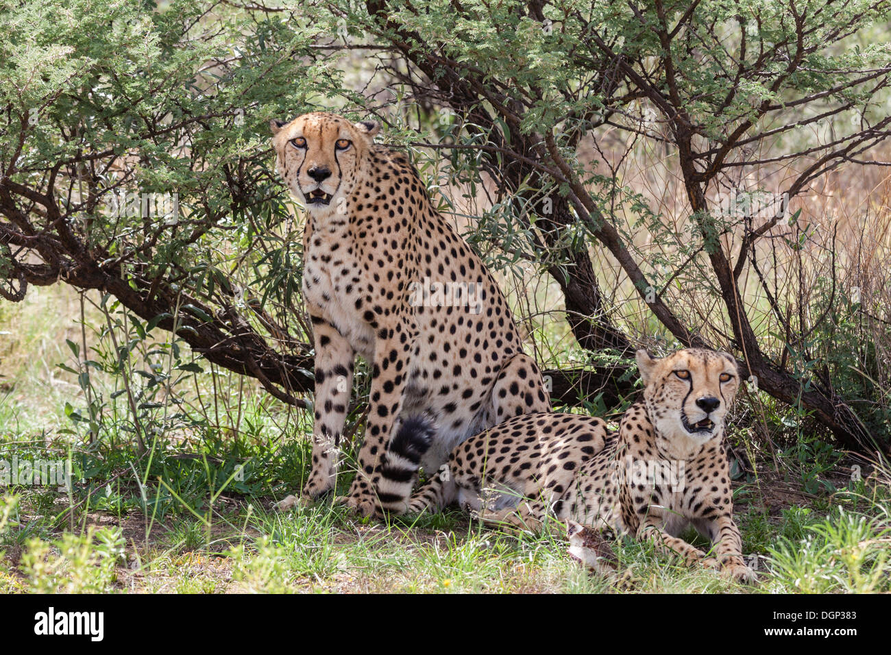 Frontal of a cheetah hi-res stock photography and images - Alamy