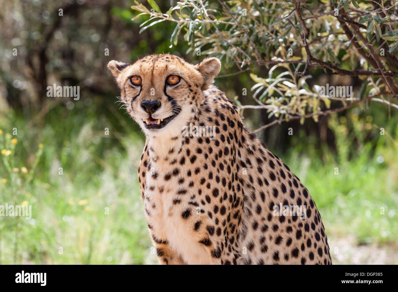 Cheetah (Acinonyx jubatus), Naankuse, Namibia Stock Photo - Alamy