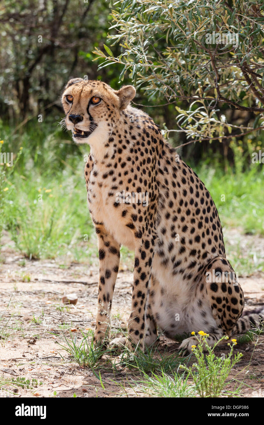 Cheetah (Acinonyx jubatus), Naankuse, Namibia Stock Photo - Alamy