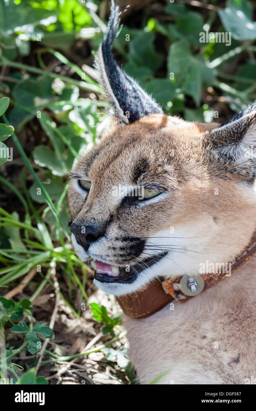 Caracal or Desert Lynx (Caracal caracal) with a radio collar, Naankuse ...