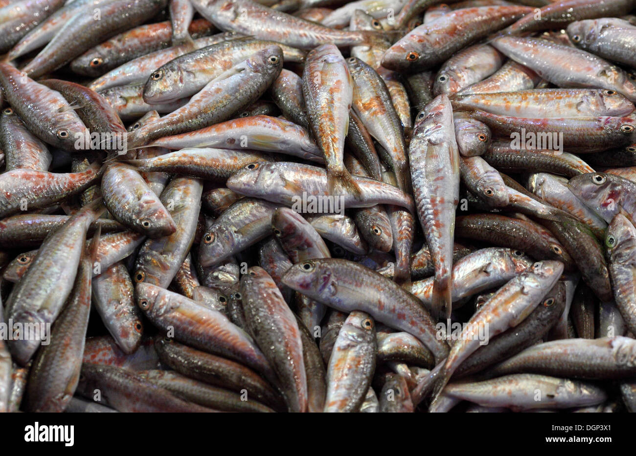 Istanbul, Turkey, fish in a fish counter Stock Photo - Alamy