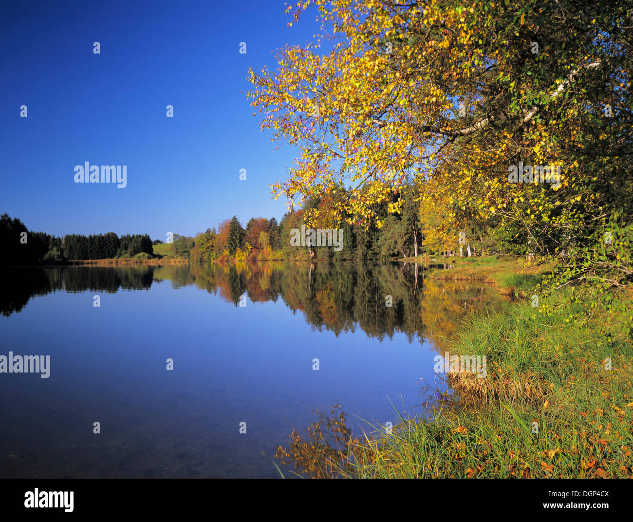 Autumn on Schwaltenweiher lake, Ostallgaeu district, Bavaria Stock ...