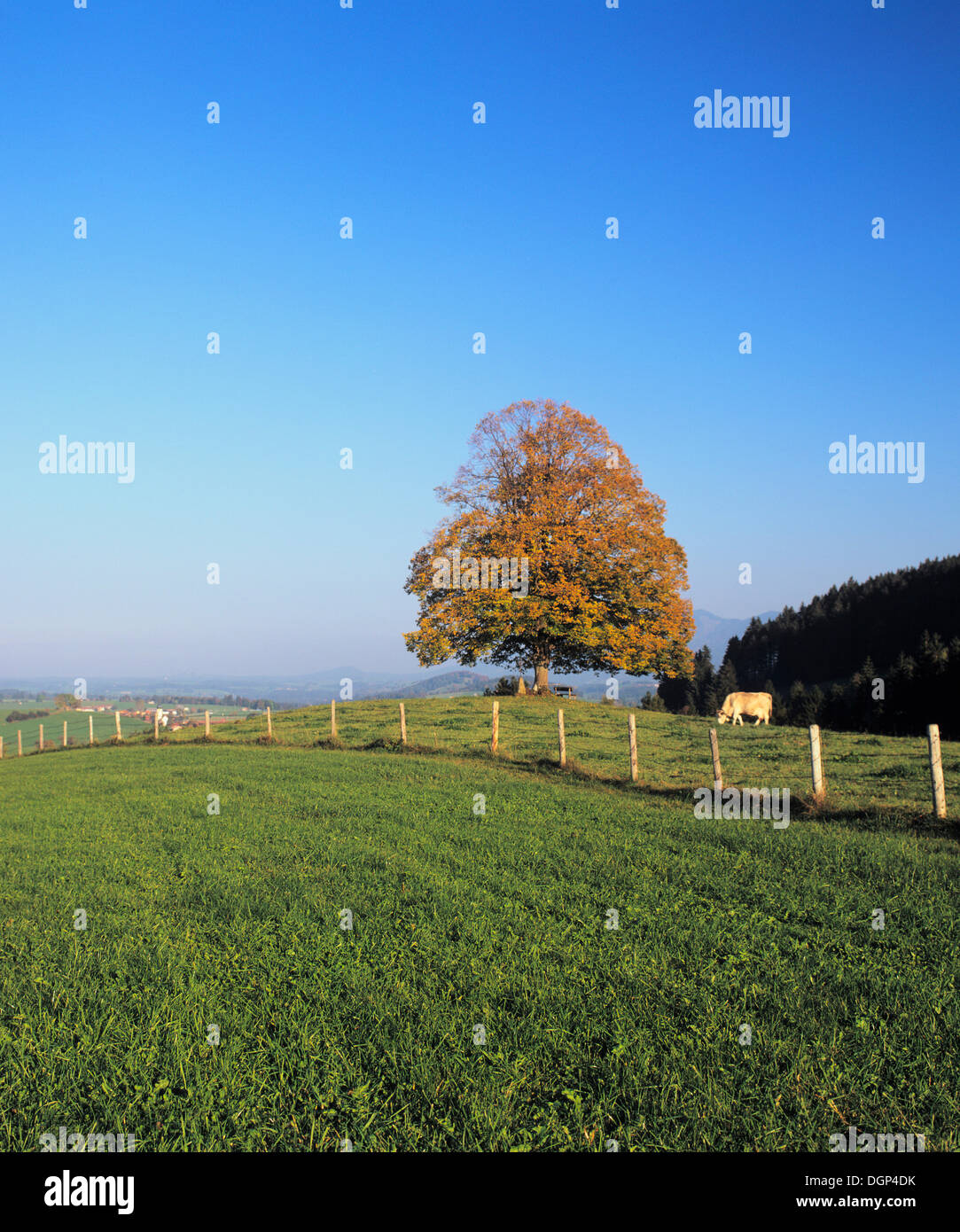 Pasture landscape with tree at Seeg, Ostallgaeu district, Bavaria Stock ...