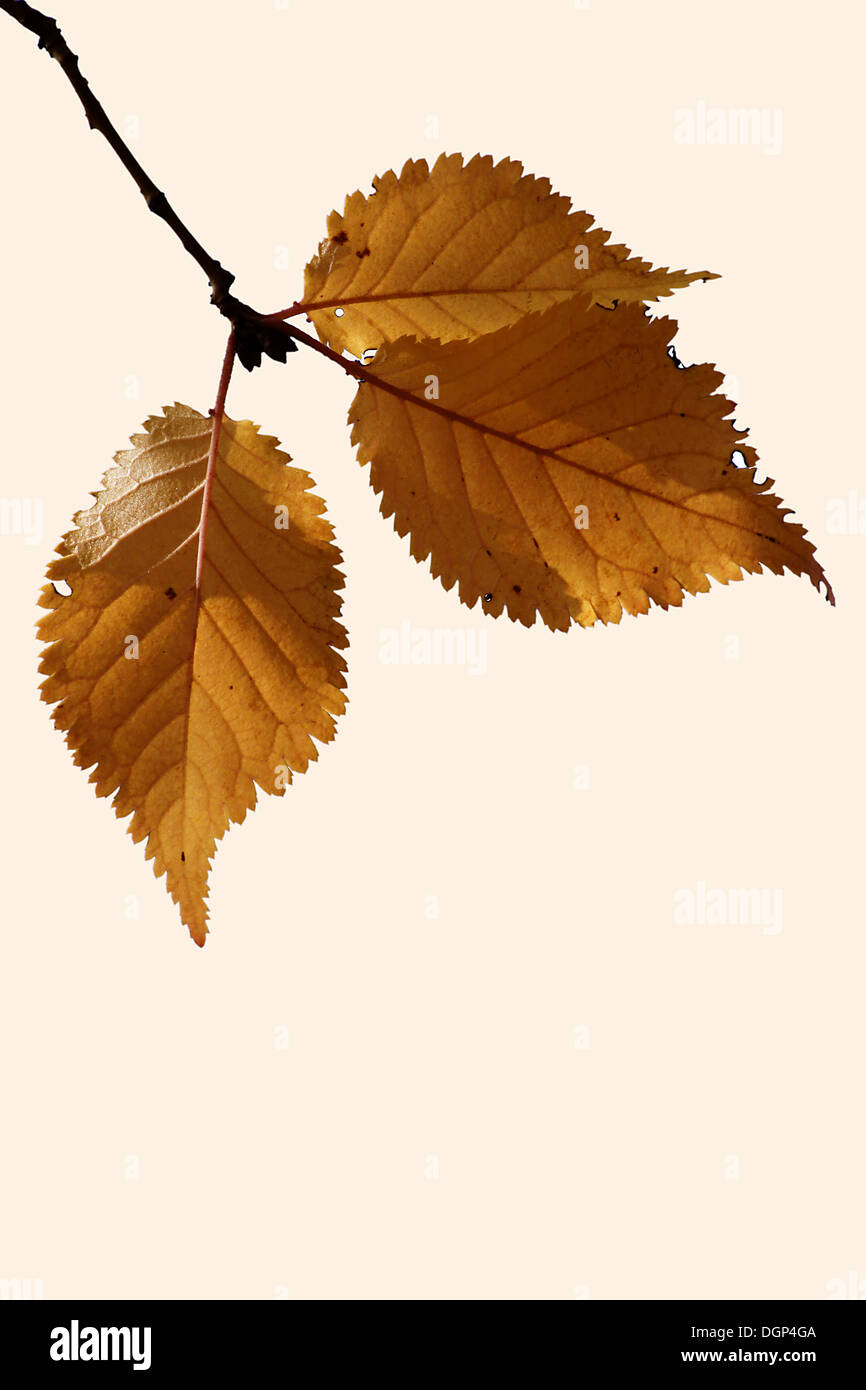 Birch leaf isolated Stock Photo - Alamy