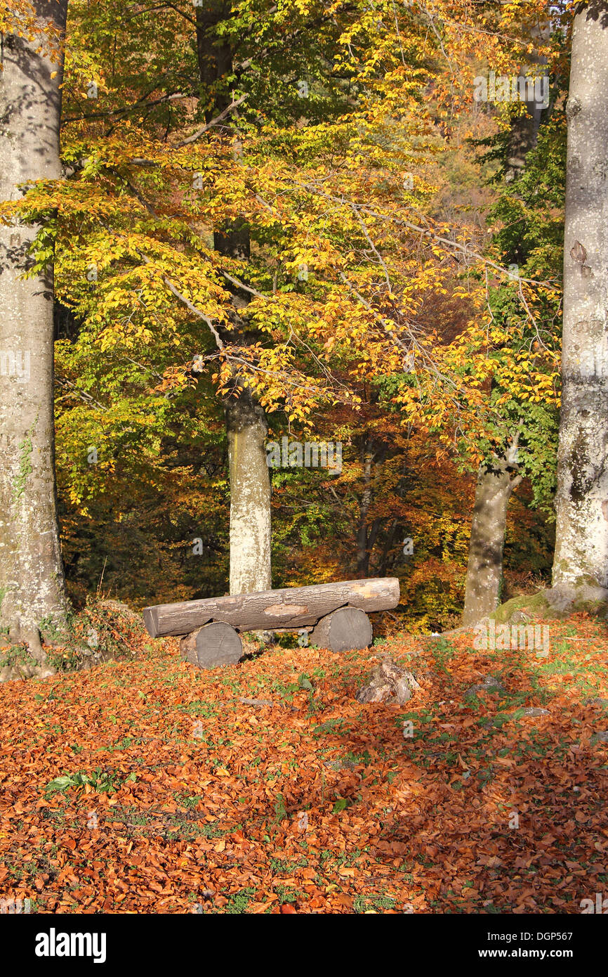 Bench in the woods hi-res stock photography and images - Alamy