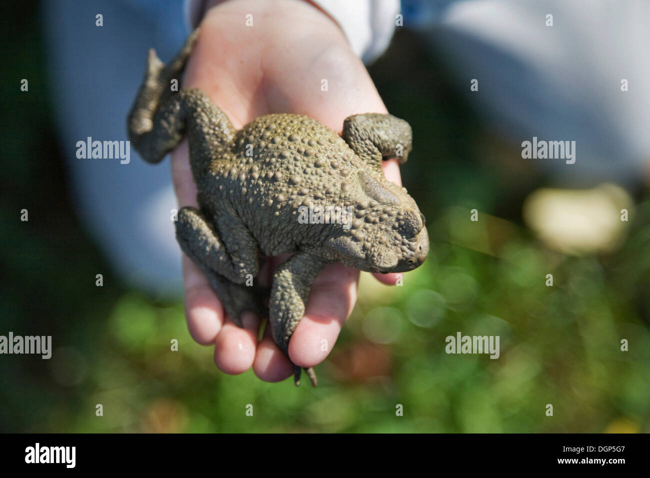 Toad on a child's hand Stock Photo - Alamy