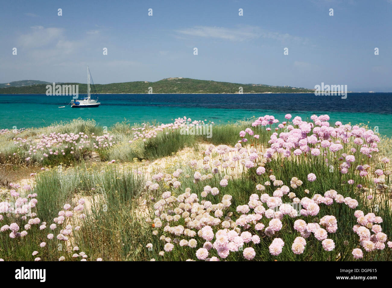 Flowering cloves on the beach of Porto Puddu, Sardinia, Italy, Europe ...