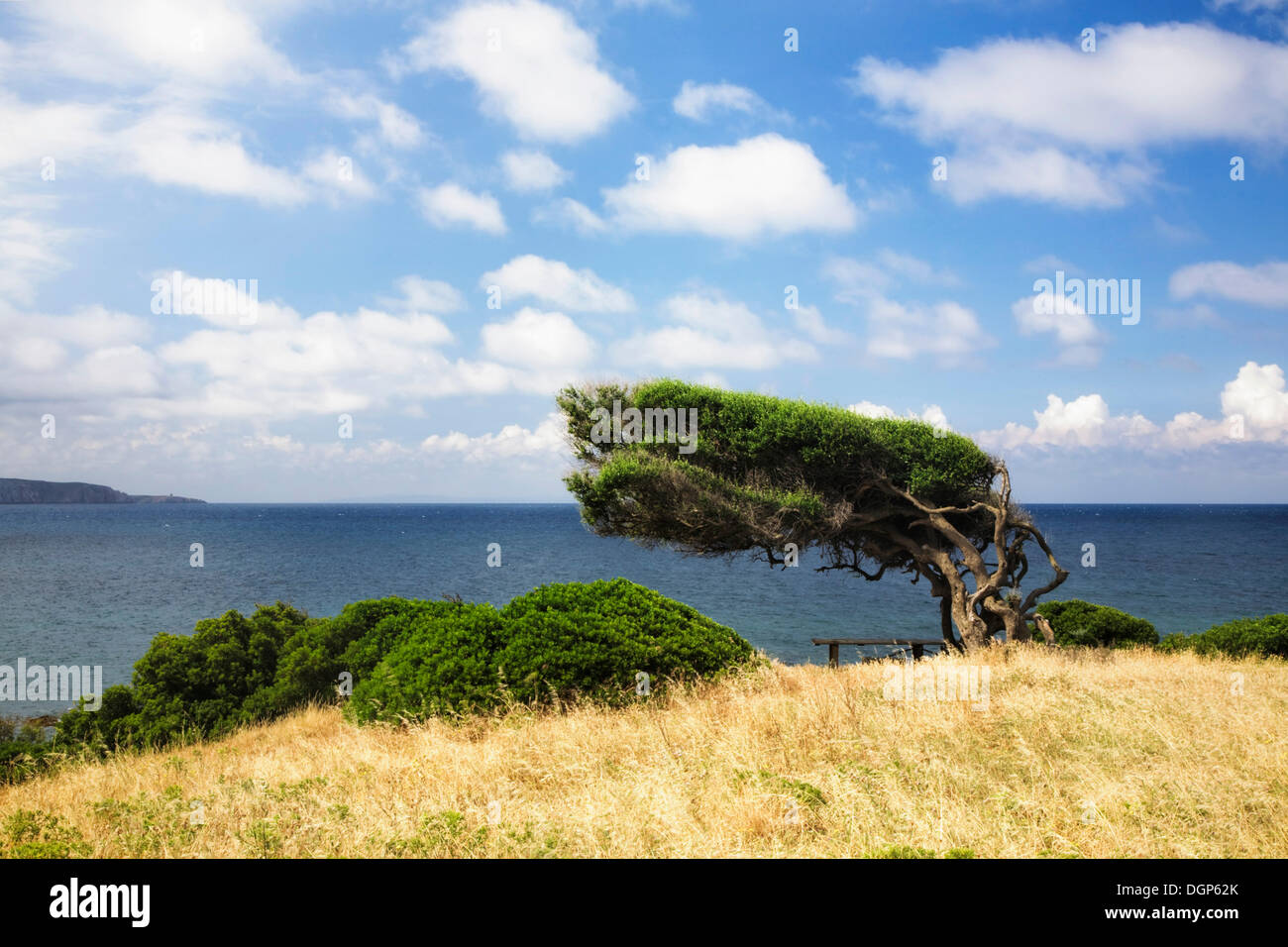 Sardinia tree landscape hi-res stock photography and images - Alamy