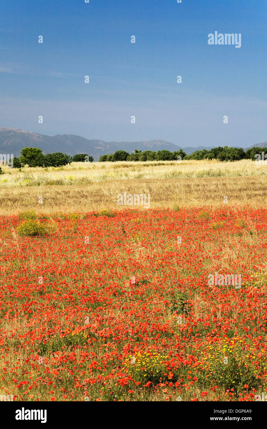 Field of flowers in spring on Sardinia, near Sardano, Campidano ...