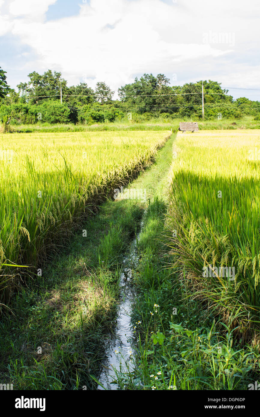 Green rice fields in north Thailand Stock Photo - Alamy