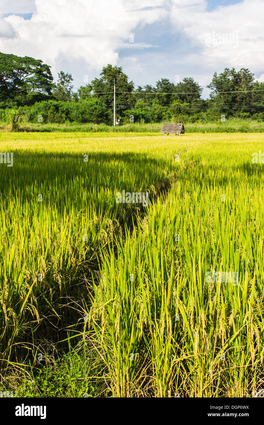 Green rice fields in north Thailand Stock Photo - Alamy