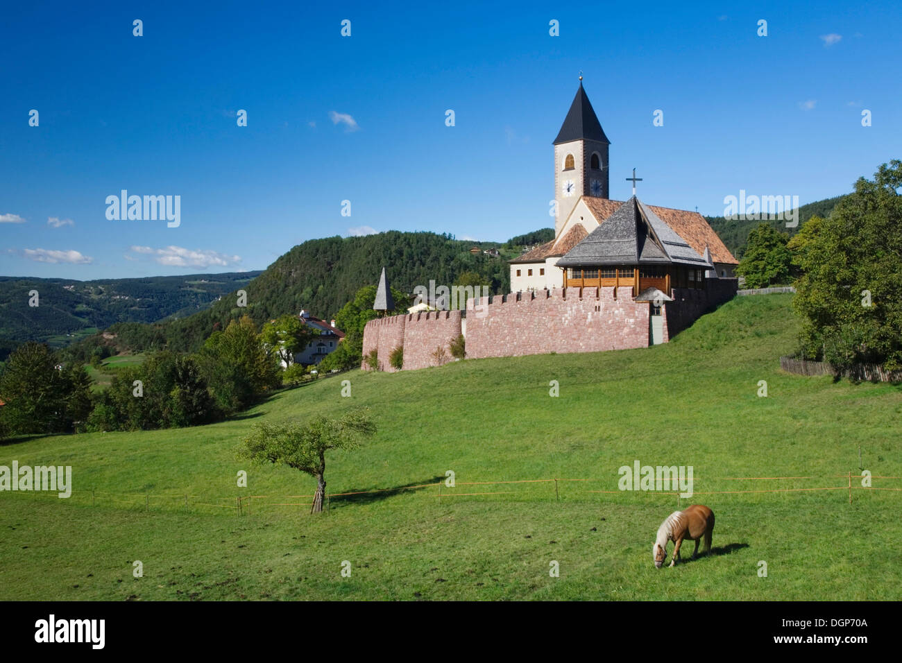Pony in a meadow, Seis am Schlern, Siusi allo Sciliar, Dolomites ...
