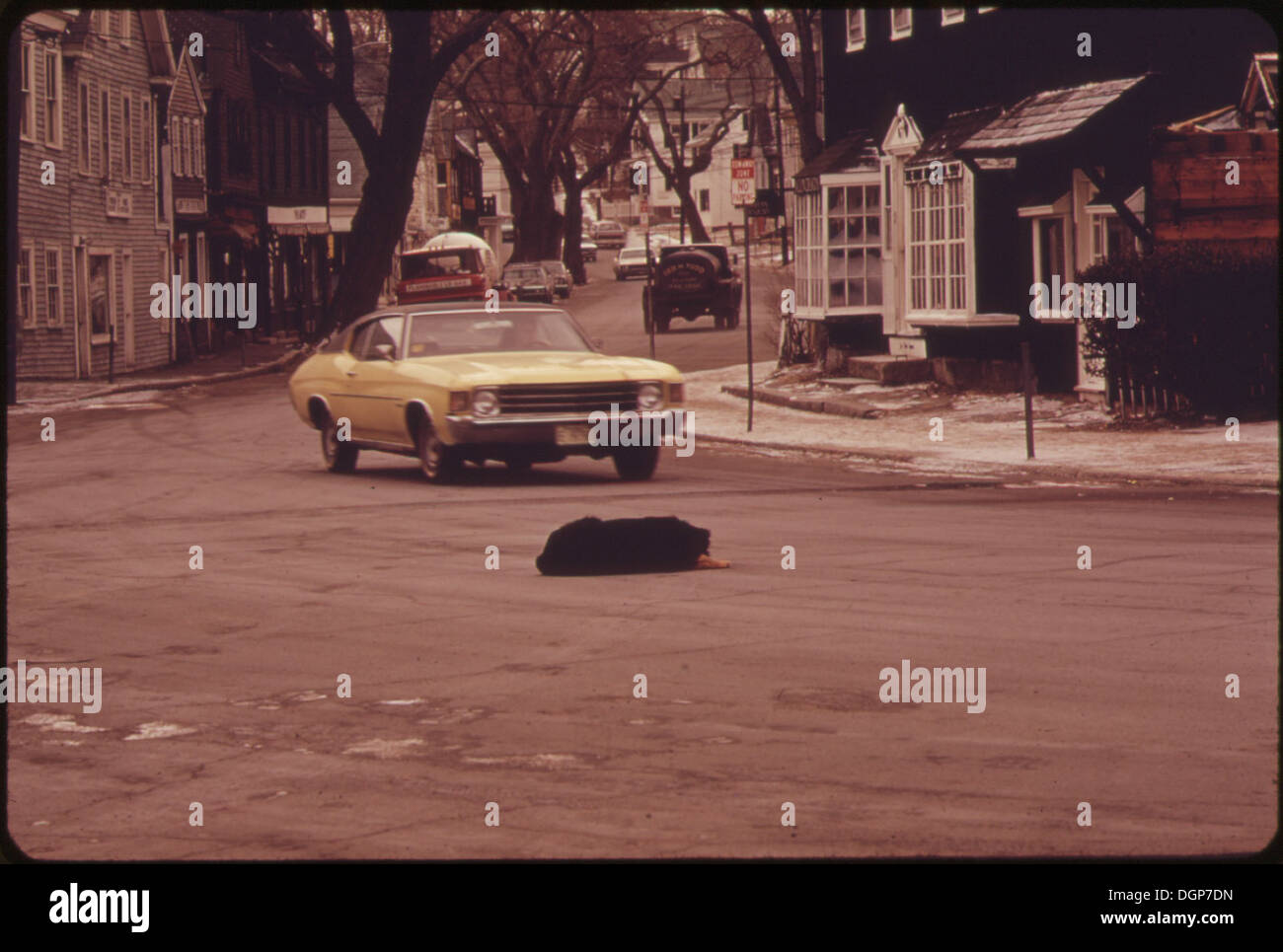 A Labrador dog is peacefully sleeping in the middle of the street in ...