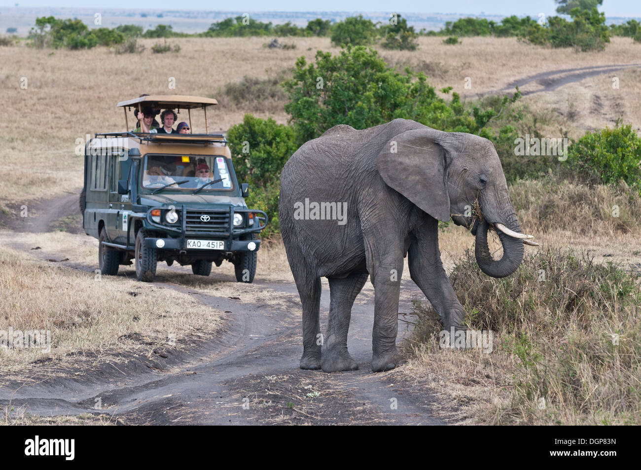 Africa, Kenya, Elephant in front of safari tourist at Maasai Mara ...